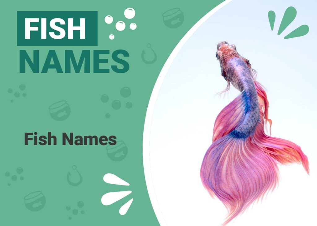 100+ Fish Names: Ideas for Colorful & Luminescent Fish | The Vet Desk