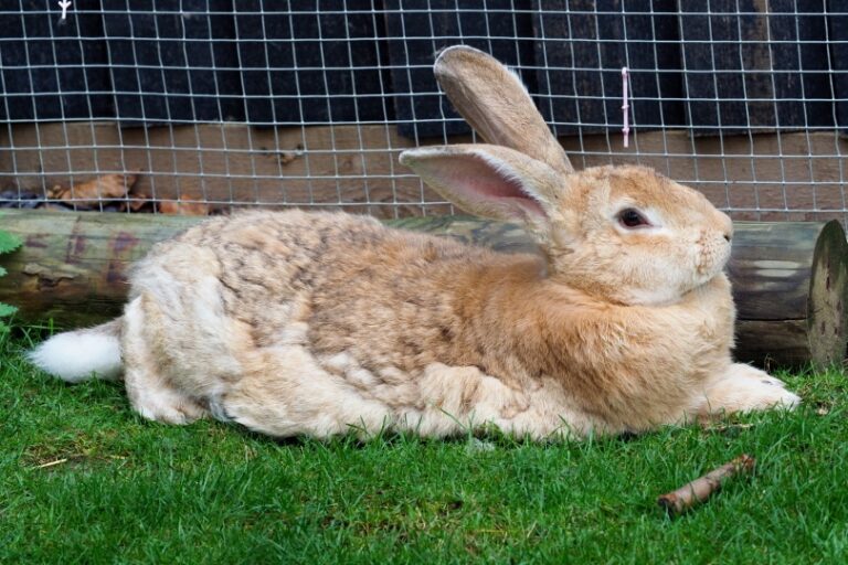 Flemish Giant Rabbits For Sale in USA: 2025 Breeders List | The Vet Desk
