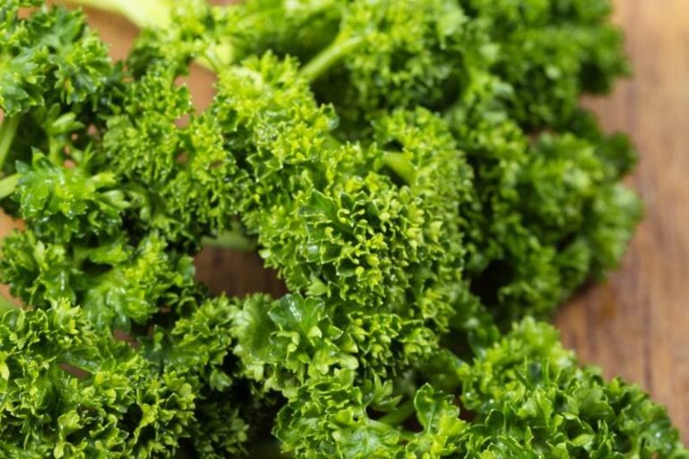 9 Herbs That Dogs Can Eat: Our Vet Explains (with Pictures) | The Vet Desk