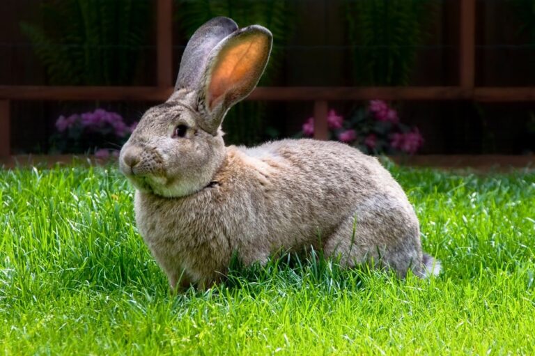 51 Best Pet Rabbit Breeds (With Info & Pictures) | The Vet Desk