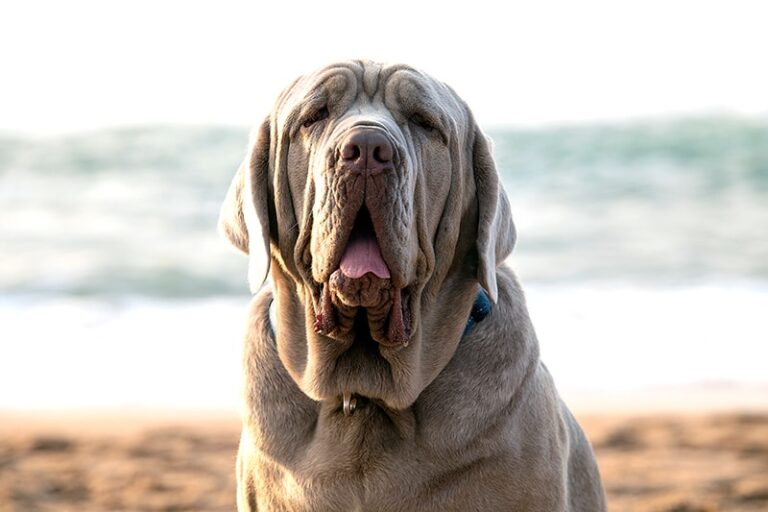 12 Wrinkly Dog Breeds: Info, Pictures, Facts & History | The Vet Desk