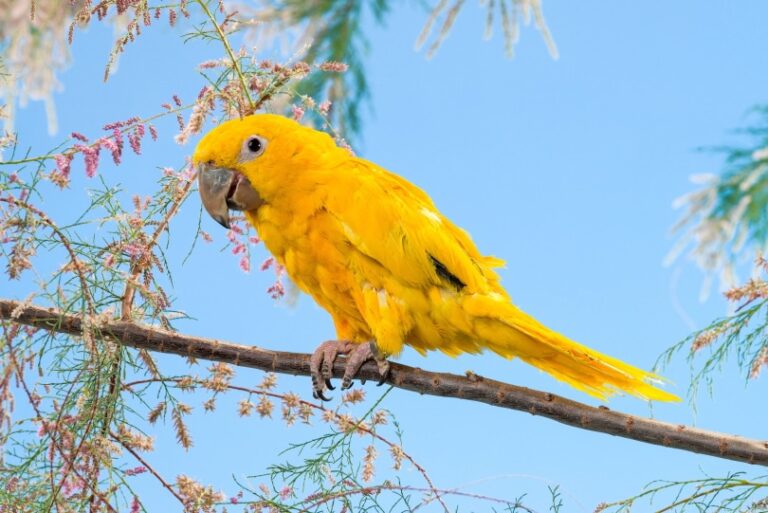 Golden Conure: Pictures, Info, Traits, and Care Guide | The Vet Desk