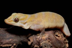 Golden Gecko: Facts, Pictures, Info & Care Guide | The Vet Desk