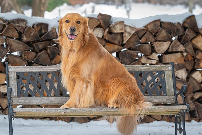 Do Dogs Have Hair or Fur? 6 Vet-Reviewed Differences | The Vet Desk