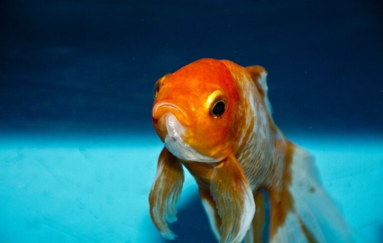 How Long Do Goldfish Live? Average Lifespan, Data & Care Guide | The ...