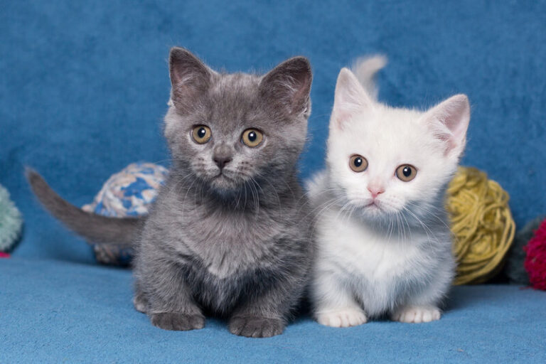 Munchkin Cat Price: How Much Do They Cost? 2026 Update | The Vet Desk
