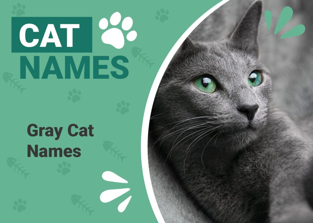 85+ Gray Cat Names: Smokey & Soft Options for Your Silver Cat | The Vet ...