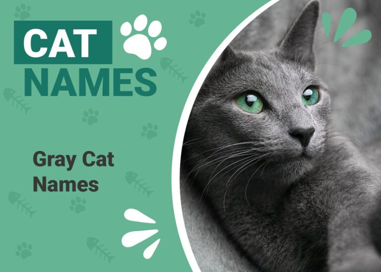 85+ Gray Cat Names: Smokey & Soft Options for Your Silver Cat | The Vet ...