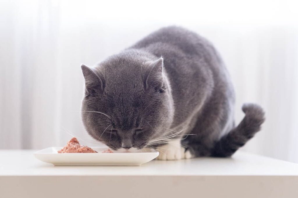 My Cat Is Only Eating Treats: 3 Vet Approved Reasons, Risks ...