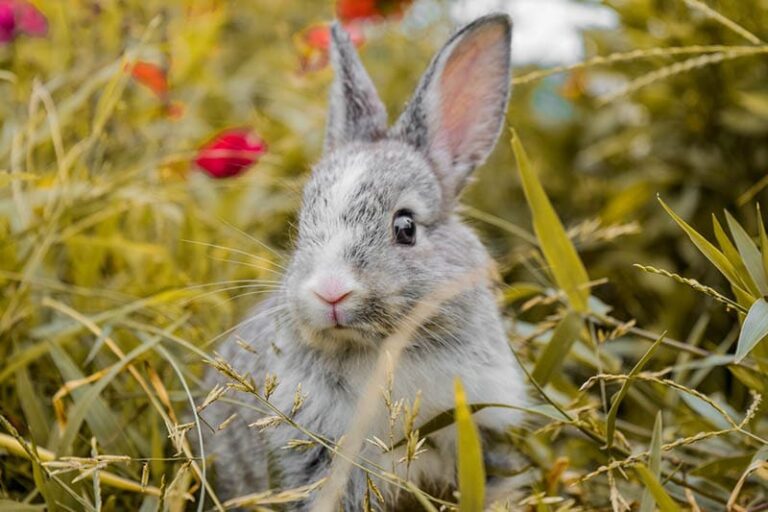 What's the Ideal Temperature for Rabbits? Vet Approved Facts & FAQ ...