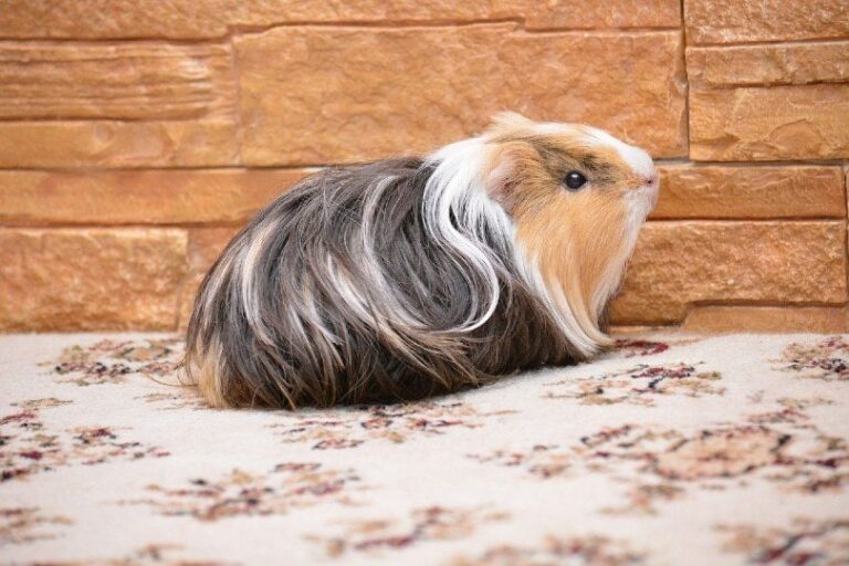 How Much Are Guinea Pigs at PetSmart? 2026 Price Update | The Vet Desk