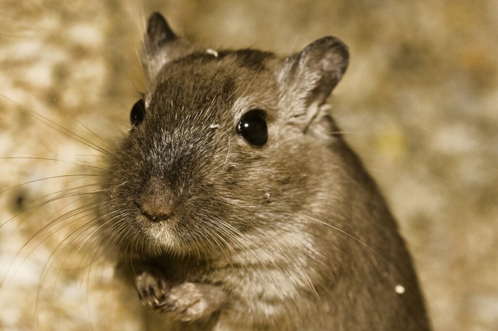 7 Hamster Eye Colors & Their Rarity (With Pictures) | The Vet Desk