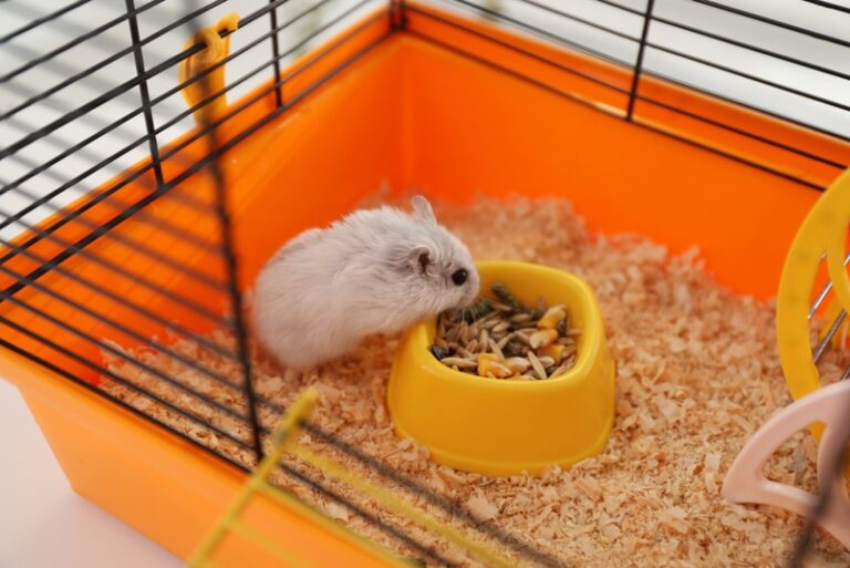 Will My Cat Eat My Hamster If They Get the Chance? Vet-Reviewed Tips ...
