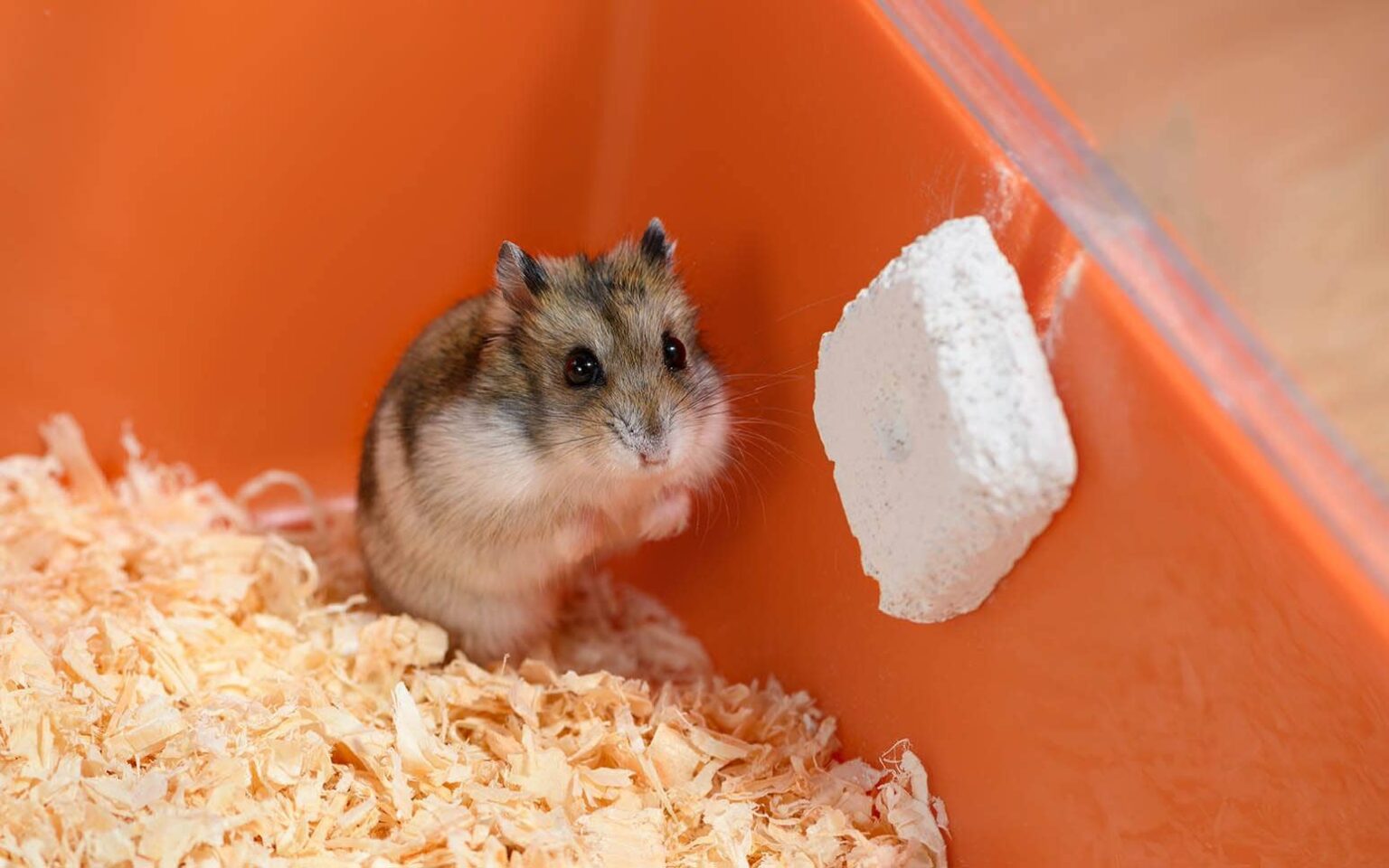 Why Is My Hamster Shaking? 4 Possible Reasons (Vet Reviewed) | The Vet Desk