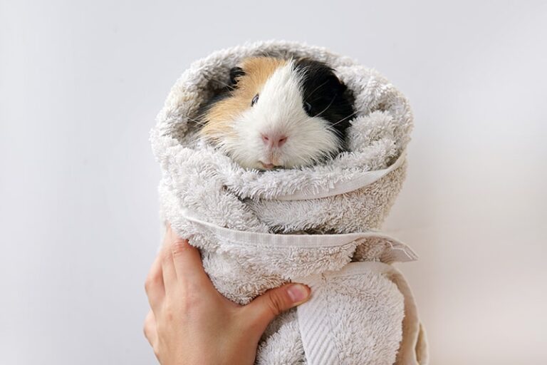 How to Keep Guinea Pigs Warm in Winter: 11 Vet-Verified Effective Tips ...