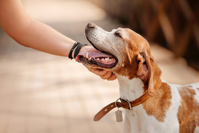 What & When Is National Pet ID Week? 2026 Update | The Vet Desk