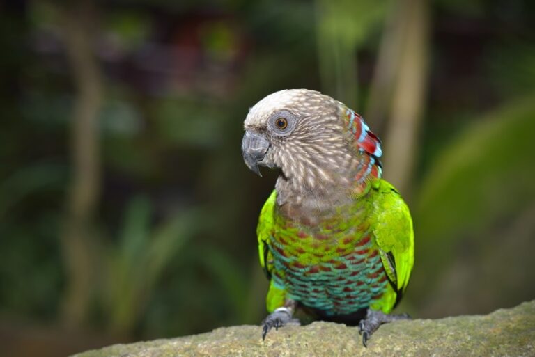 Hawk-Headed (Red Fan) Parrot: Info, Pictures, Care & Pictures | The Vet ...
