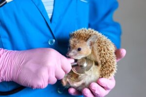 Is My Hedgehog Sick? 9 Signs to Look For (Vet Answer) | The Vet Desk