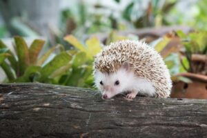 How Often Should a Hedgehog Poop? Factors, Training & FAQ | The Vet Desk