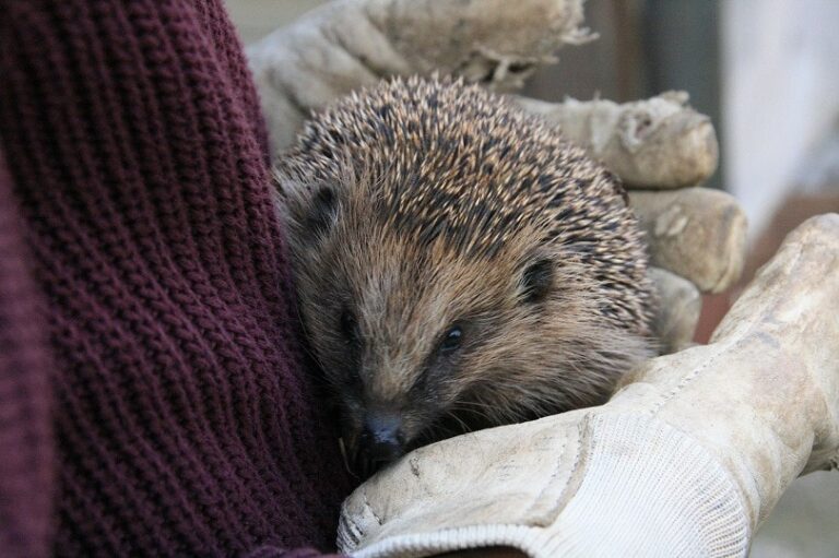 How to Keep a Hedgehog Warm: 11 Vet-Verified Ways | The Vet Desk