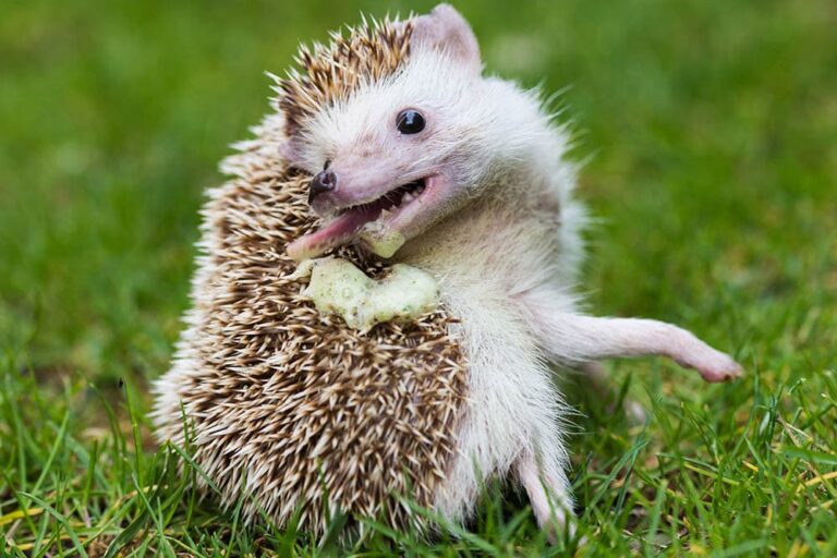 Hedgehog Self-Anointing: What Is It & Why Do They Do It? | The Vet Desk