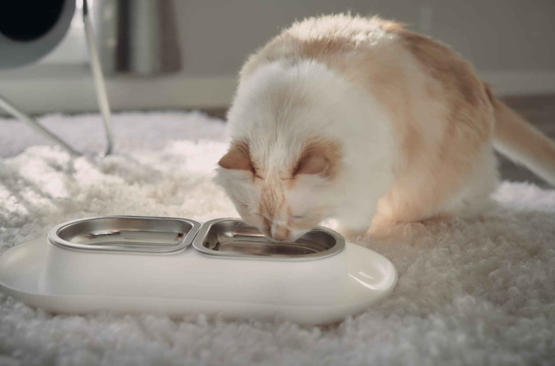 10 Best Cat Water Bowls in 2026 - Reviews & Top Picks | The Vet Desk