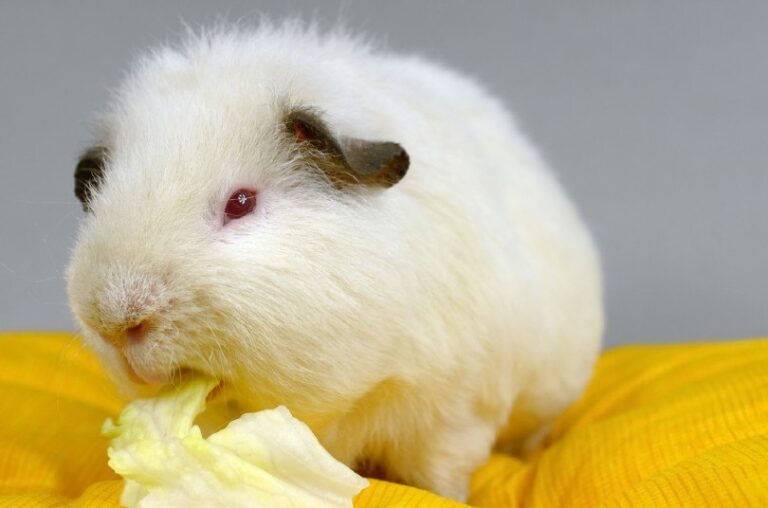 Himalayan Guinea Pig: Info, Pictures, Temperament & Traits | The Vet Desk