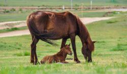 Where Did Horses Originate? Domestication Explained | The Vet Desk