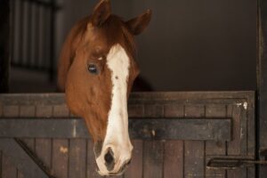 Normal Horse Body Temperature, Vital Signs & Health Indicators (Vet ...