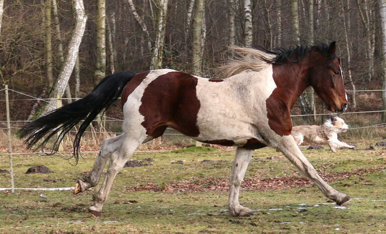 What Animals Attack Horses? 8 Predators (With Pictures) | The Vet Desk