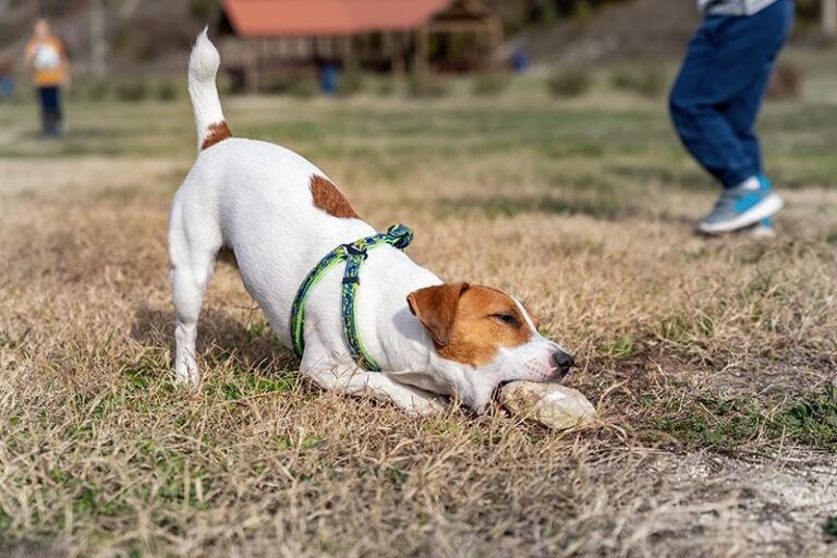 What Is Pica in Dogs? Our Vet Discusses Causes, Signs & Care | The Vet Desk