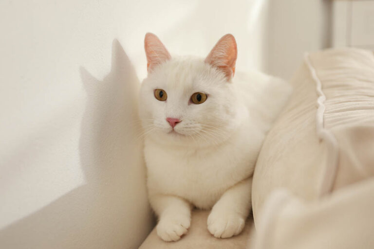 Is Your Cat Quiet All of a Sudden? 5 Vet-Approved Reasons | The Vet Desk