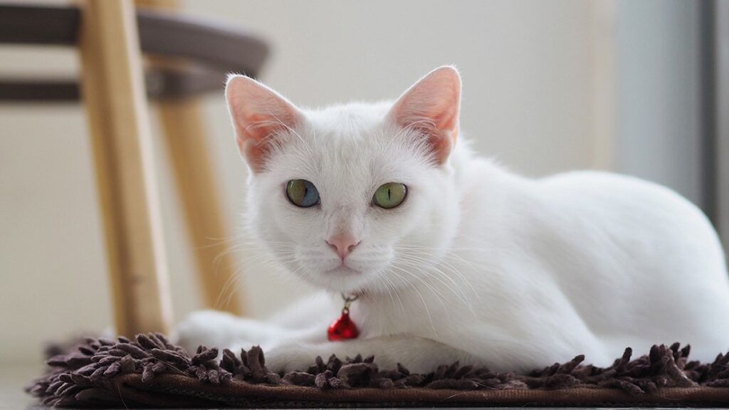 Khao Manee (Diamond Eye Cat): Info, Pictures, Temperament & Traits ...