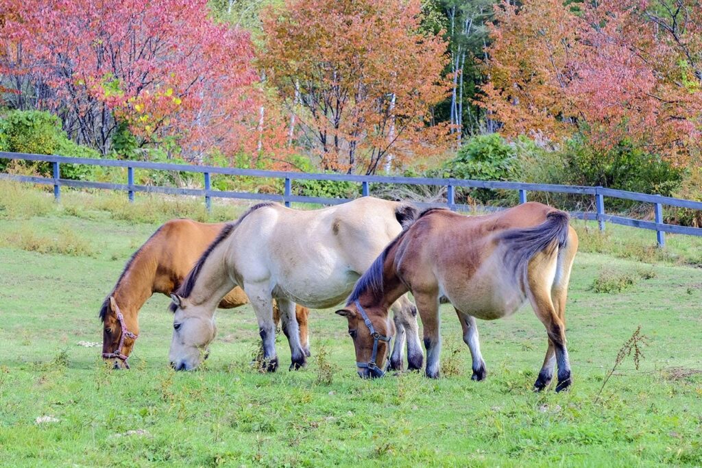 9 Japanese Horse Breeds (With Info & Pictures) | The Vet Desk