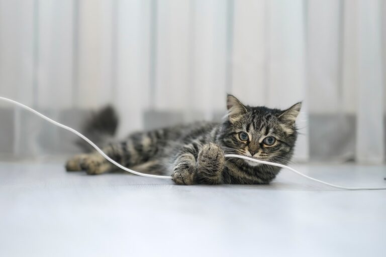 How to Cat Proof Wires and Cords: 6 Vet-Approved Tips | The Vet Desk