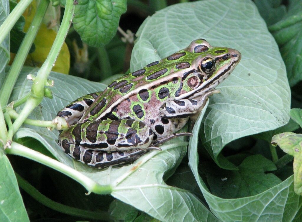 Leopard Frog: Info, Care Guide, Pictures, Varieties, & More | The Vet Desk