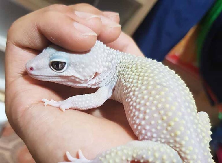 Why Is My Leopard Gecko Pale? 7 Vet-Reviewed Reasons | The Vet Desk