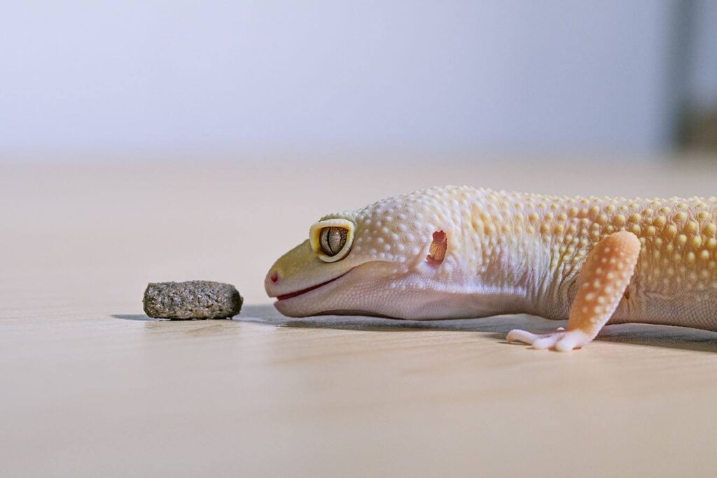 Why Is Your Leopard Gecko Not Eating? 9 Vet-Verified Reasons ...