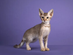 LaPerm Cat: Breed Info, Pictures, Temperament & Traits | The Vet Desk