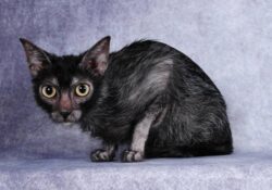 13 Vet-Verified Lykoi Facts: Origin, Appearance & More | The Vet Desk