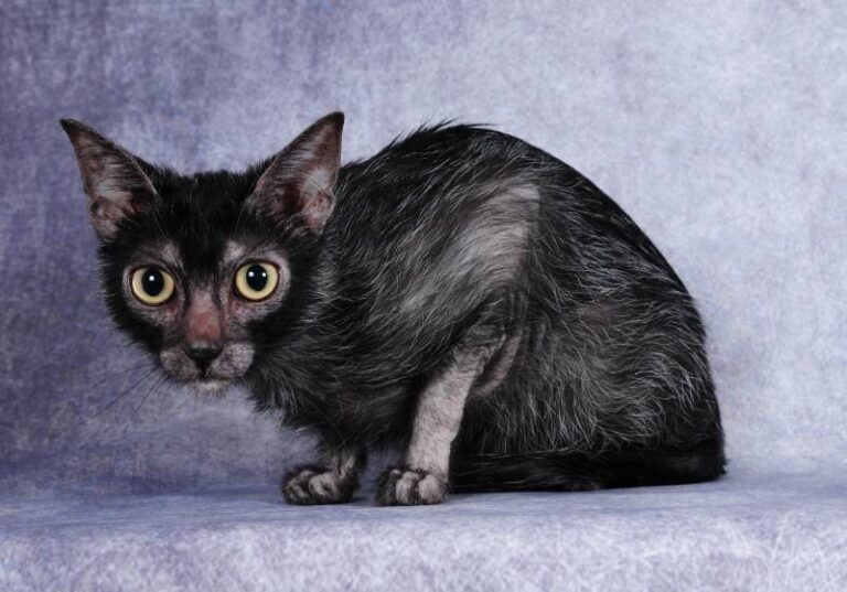 13 Vet-Verified Lykoi Facts: Origin, Appearance & More | The Vet Desk