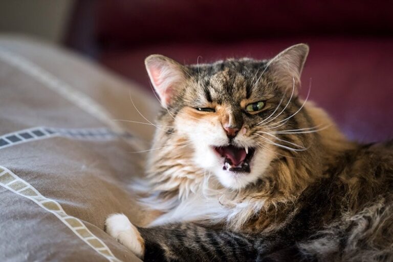 How to Tell If Your Cat Is in Pain: 8 Vet-Reviewed Signs & What to Do ...