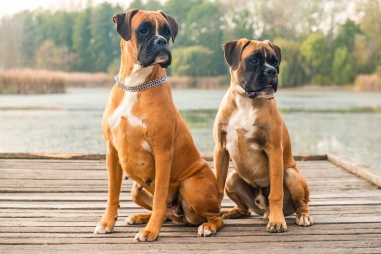 11 Vet-Verified Fascinating Boxer Dog Facts You Will Love to Know | The ...