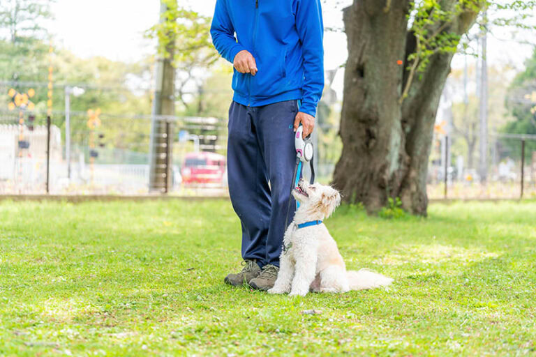 10 Signs Your Dog Trusts and Loves You: Canine Behavior Explained | The ...