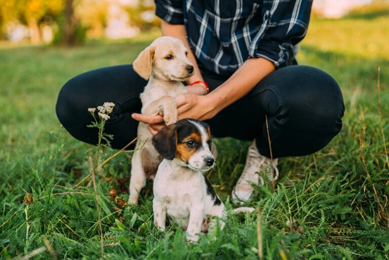Puppy Socialization: Timing & Importance Explained (Step-by-Step Guide ...