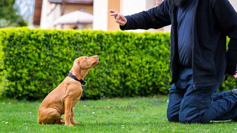 How to Teach Your Dog to Sit: 8 Vet -Approved Tips | The Vet Desk