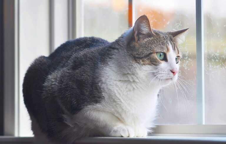 11 Mutation Cat Breeds (With Info & Pictures) | The Vet Desk
