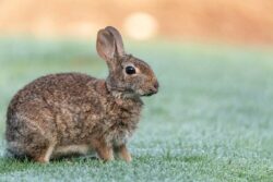 Marsh Rabbit: Info, Pictures, Traits, & Facts | The Vet Desk