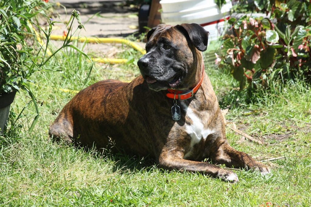20 Brindle Dog Breeds: Coat Pattern Info & Pictures | The Vet Desk