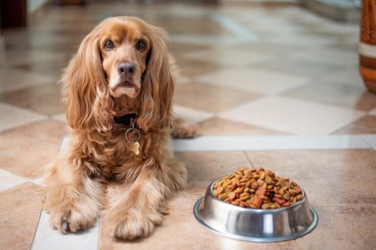 How Many Calories Does My Dog Need? Calorie Calculator (Vet Approved ...